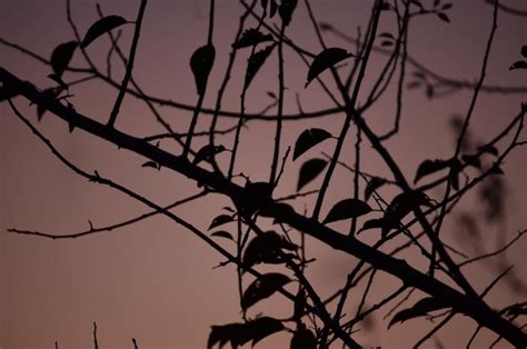 Vista de ángulo bajo de la silueta de un árbol desnudo contra el cielo