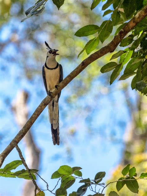 Black Throated Calocitta Calocitta Colliei Is A Loud Attractive Bird