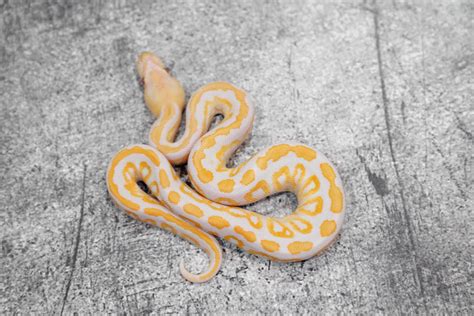 Black Pastel Candy Candino 100 Het Clown Reality Ball Python