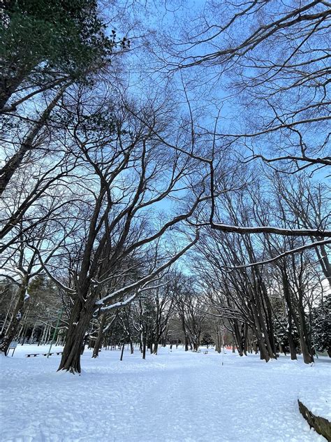 公園は冬景色 ぶらり散歩写真 sapporo