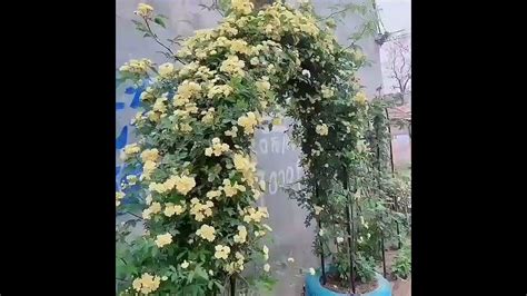 정원 데코 박 포도 줄기 아치 가든 펜스 담장 터널 Youtube