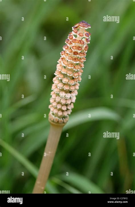 Equisetum Arvense Strobilus