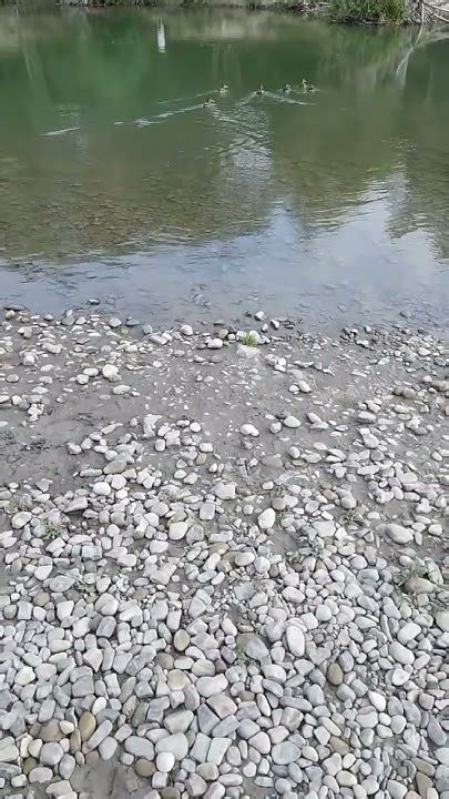 Дичина Youtube