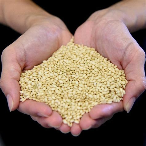 私たちについて まるざ発芽玄米研究所 自然栽培の発芽玄米専門店