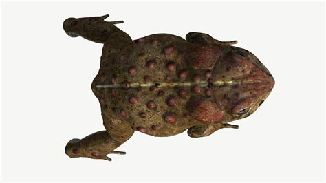 Boreal Toad 3d Model 35 Unknown Dae Fbx Obj Free3d