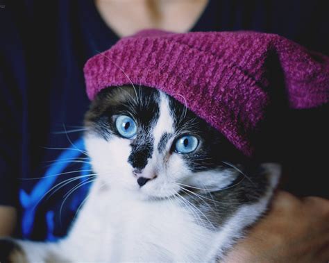 Котики в шапочках 70 фото