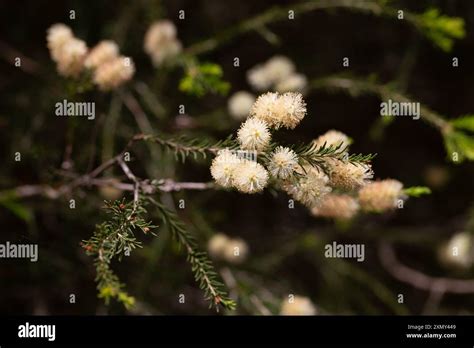 Melaleuca Ericifolia Swamp Paperbark Flowers On Tree In Spring