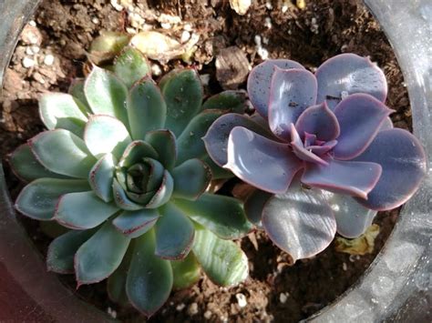 How To Propagate Succulents Step By Step The Practical Planter