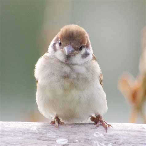 Onakan S On Instagram Sparrow