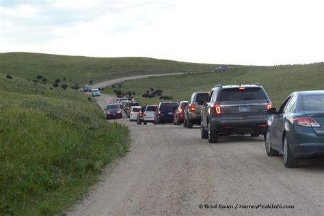 Custer State Park Wildlife Loop