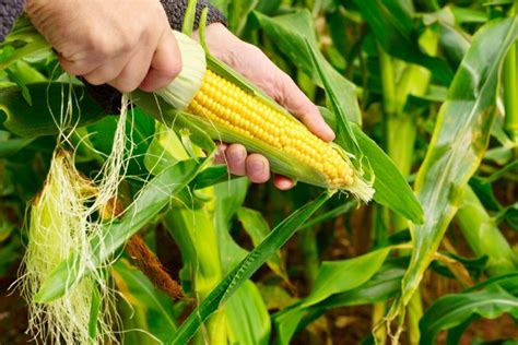 Forbes Agro Forbes Brasil