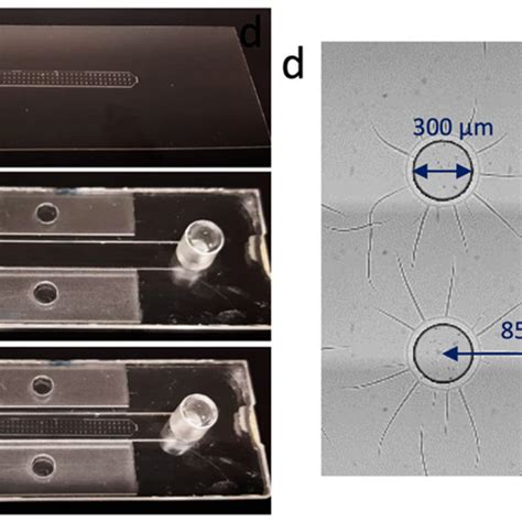 Construction Of The Microfluidic Chip Containing The Cell Microarray