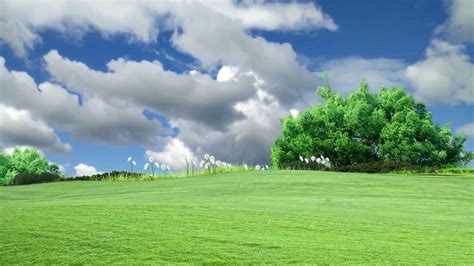 Grassy Field Background