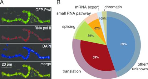 Piwi Associates With Chromatin And Nuclear Transcripts A Polytene Download Scientific