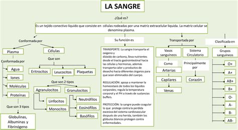 Mapas Conceptuales De La Sangre Descargar 22386 Hot Sex Picture
