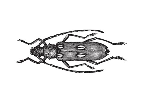 Il Tarlo Capricorno Delle Case Hylotrupes Bajulus