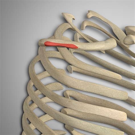 Deltoids Attachments And Actions 3d Muscle Lab