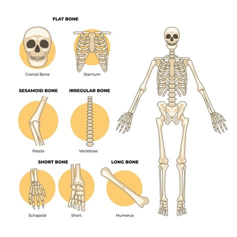 Esqueleto Del Cuerpo Humano