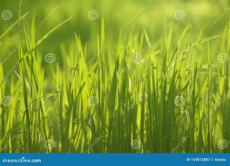 Grass In Sunlight Closeup Green Nature Background Stock Image Image