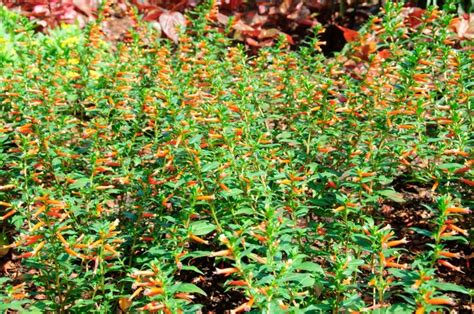Cuphea Hybrid Vermillionaire™ Large Firecracker Plant Eberts