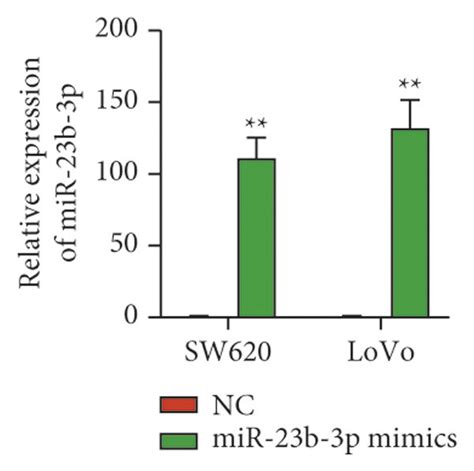 Overexpression Of Mir 23b 3p Inhibits The Proliferation Migration And