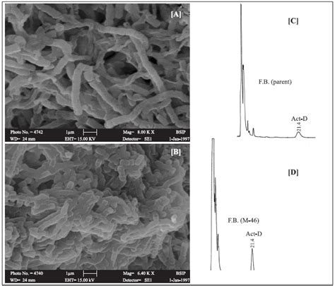 Production Of Actinomycin D By The Mutant Of A New Isolate Of