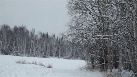 11월 알래스카 여행 페어뱅크스 자작나무 숲길 트레킹 투어 Birch Forest Trekking In Fairbanks