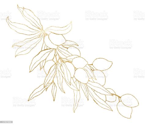 금 올리브 나뭇 가지와 잎의 수채화 카드입니다 흰색 배경에 격리된 손으로 그린 라인 아트 자연 구성 디자인 인쇄 직물 또는