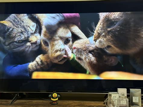 あおちゃんぺ🐯🍼 On Twitter ぴぃーたぁーらびっとわぁ〜〜🎵🎵🎵🎵🎵