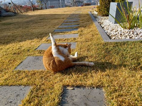 명상과 요가하는 고양이