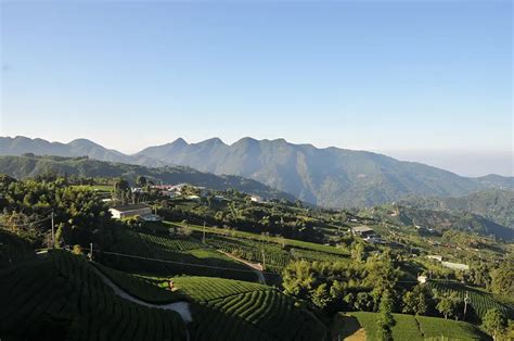 2023年阿里山茶區梅山太和樟樹湖生長狀況 廖長興茶業