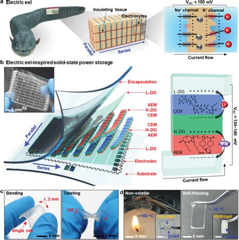 Soft And Flexible Solidstate Energy Storage System Inspired By Download Scientific Diagram