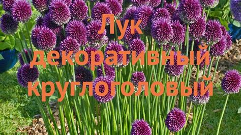 Лук декоративный круглоголовый (luk-dekorativnyy) 🌿 обзор: как сажать ...