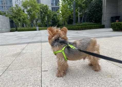 6 11月龄的狗狗如何喂养 知乎
