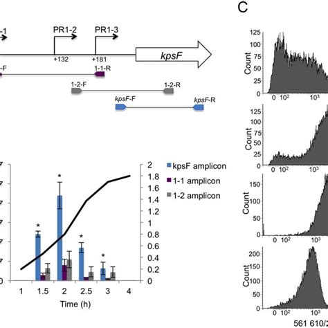 Quantification Of Transcripts From Pr1 1 Pr1 2 And Pr1 3 During The
