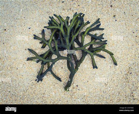 From Above Delicate Green Codium Fragile Seaweed Coming Ashore On Sandy Beach During Daytime
