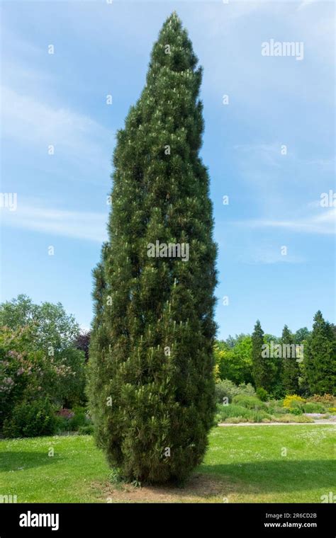 Upright Narrow Columnar Tree European Black Pine Pinus Nigra Pyramidalis Caramanica Stock