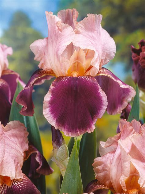 Iris Germanica Bearded Iris Buy Bare Root Bearded Iris Plants Uk