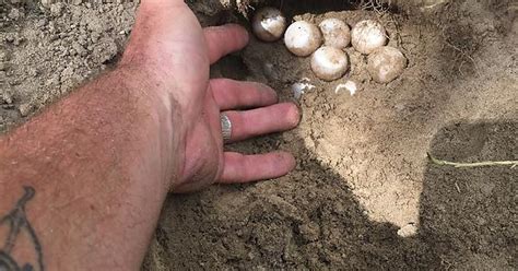 Snapping Turtle Eggs Album On Imgur