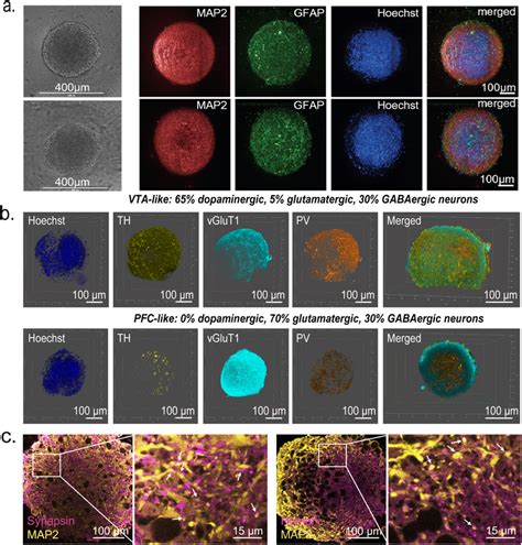 Immunofluorescence Based Characterization Of Neural Spheroids A