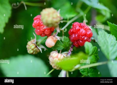 Raspberry Rubus Fruit In Various Stages Of Development Rubus Parvifolius Red Raspberries On