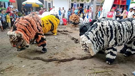 Can Macanan Singo Raung Vs Ular Piton YouTube