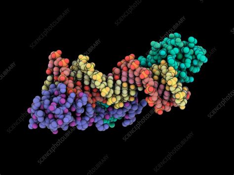 Dna Complexed With Gal4 Stock Image C035 8001 Science Photo Library
