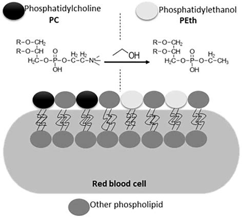 Development And Validation Of An Lc Msms Method To Quantify The