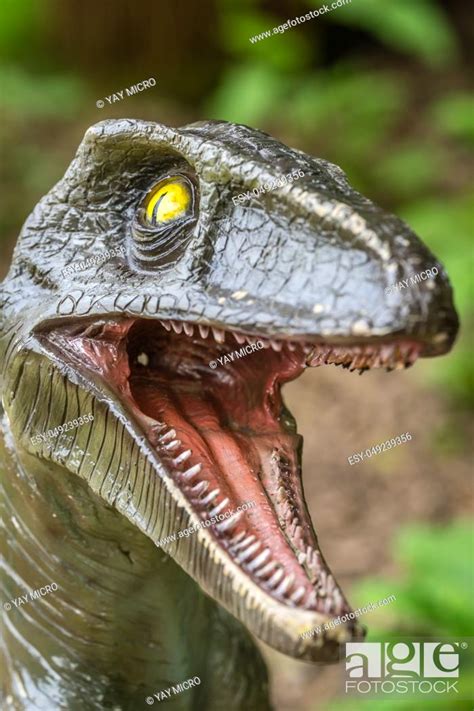 Sharp Teeth In An Open Mouth Of A Velociraptor Dinosaur Statue Stock