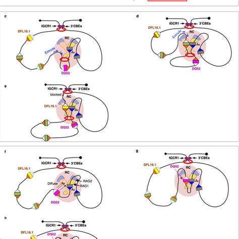 Working Model For Role Of Loop Extrusion Mediated Rag Scanning In