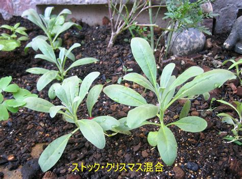 ヤグルマギク・ギリアを地植えに。 たねをまく日々 楽天ブログ