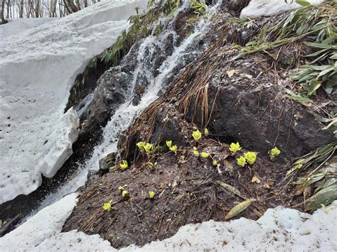 残雪期のワイスホルンへ🏔️ ネコヒゲさんのニセコアンヌプリ・イワオヌプリ・チセヌプリの活動データ Yamap ヤマップ