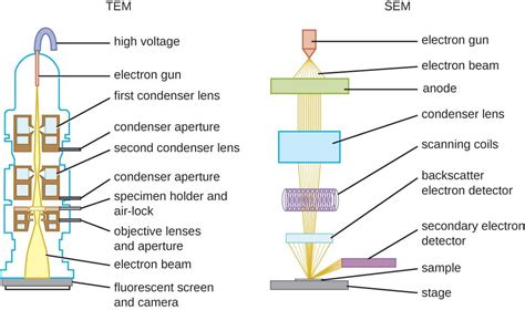 Tem Schematic Diagram Figure 12 These Schematic Illustratio