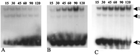 Emsa For Binding Of Nf ␬ B In The Mock Infected Control A C